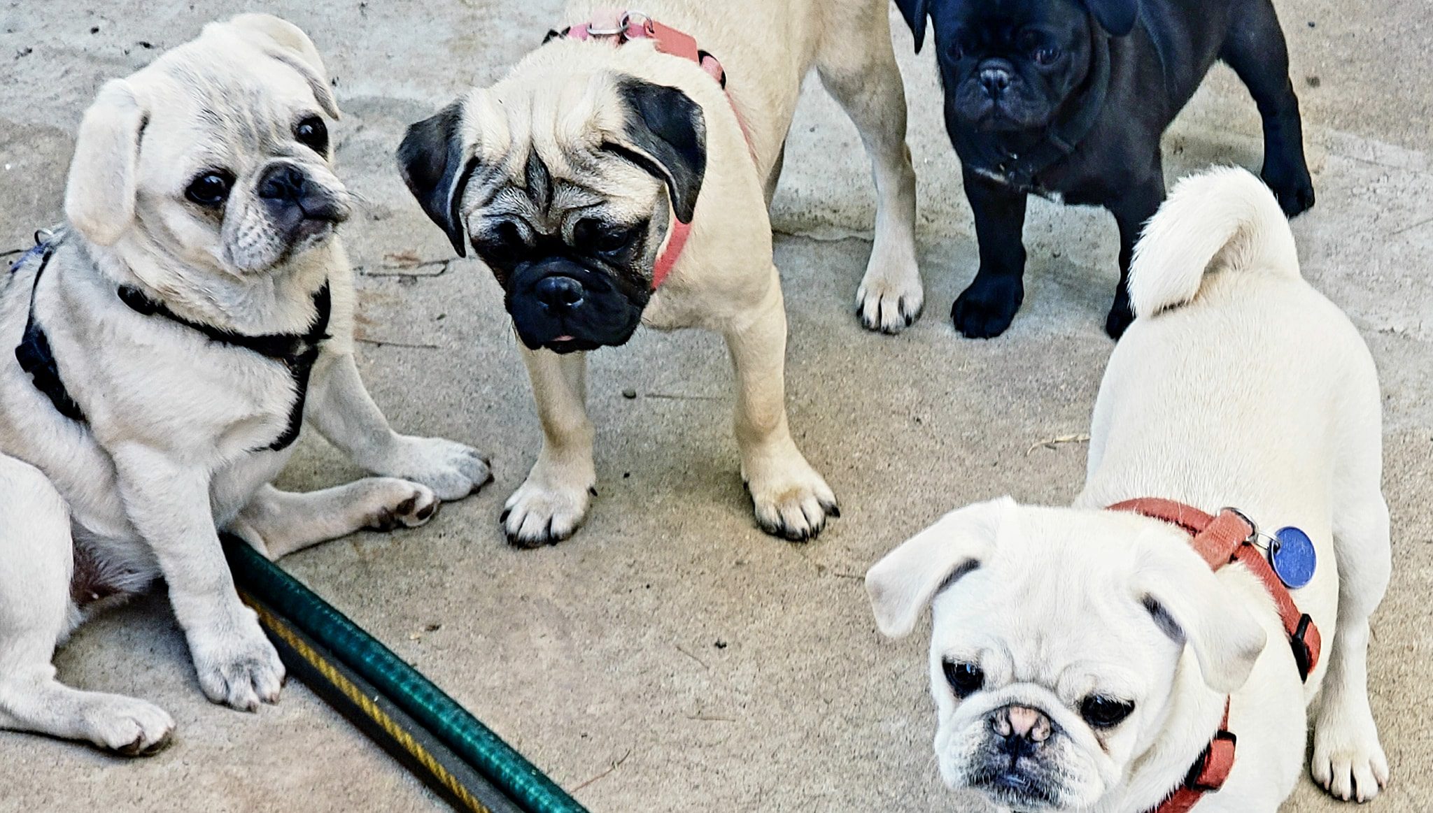 Arizona Pug Breeder Home Adoptions - Pug Place Phoenix